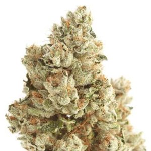 High CBD Strains | Goodbye to Pain (FOREVER) | Best Guide